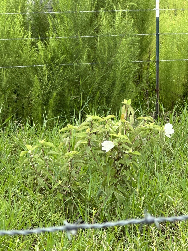 swamp rose mallow from Paynes Prairie Preserve State Park, Micanopy, FL ...
