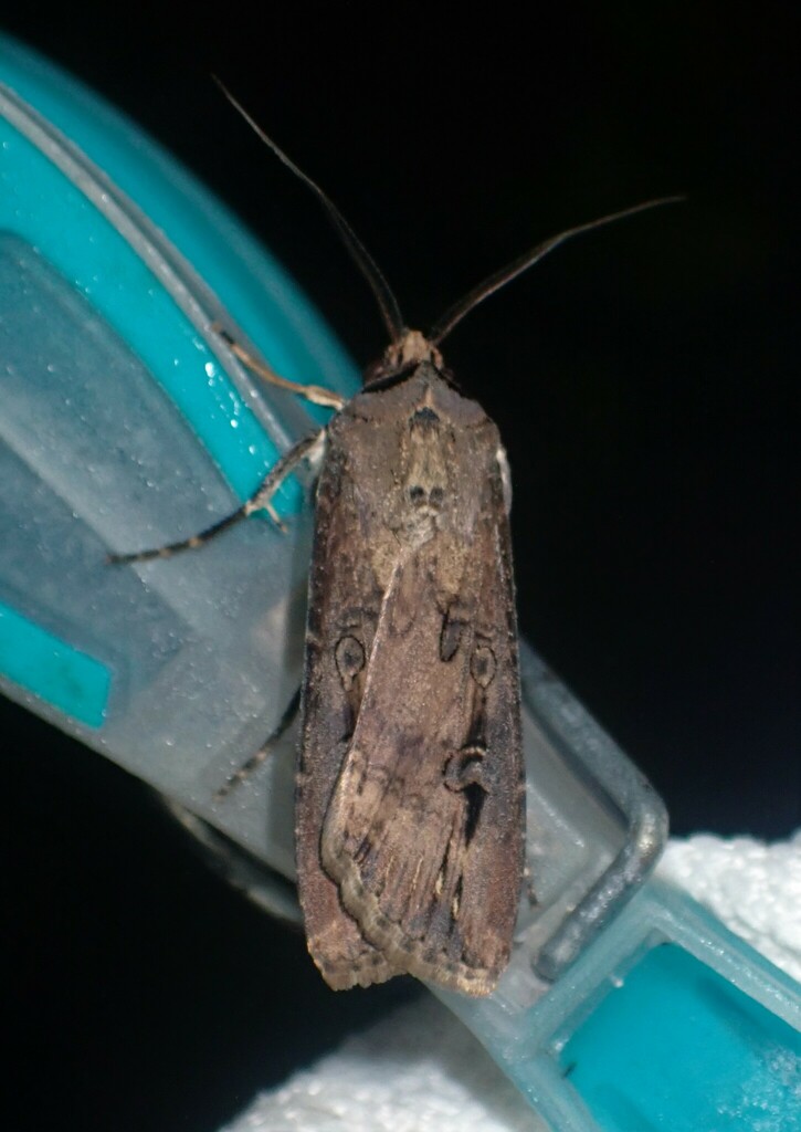 Ipsilon Dart Moth from Lajes do Pico, Portugal on July 25, 2023 at 10: ...