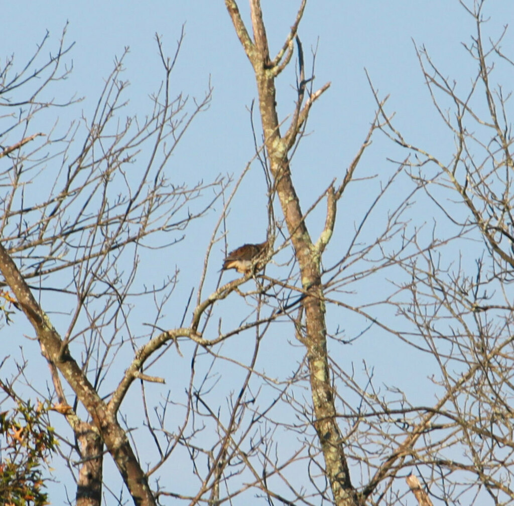Birds from Bedford, Virginia, United States on August 19, 2023 at 06:53 ...