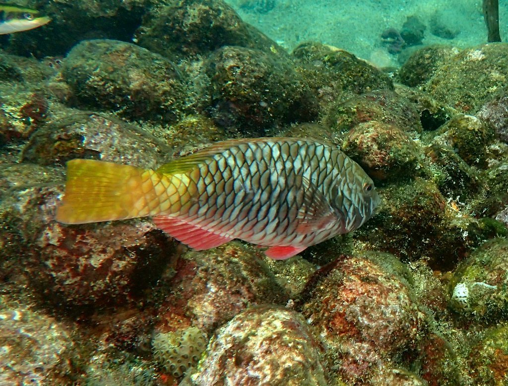Yellowtail Parrotfish (Sparisoma rubripinne) (Wildlife of the United ...