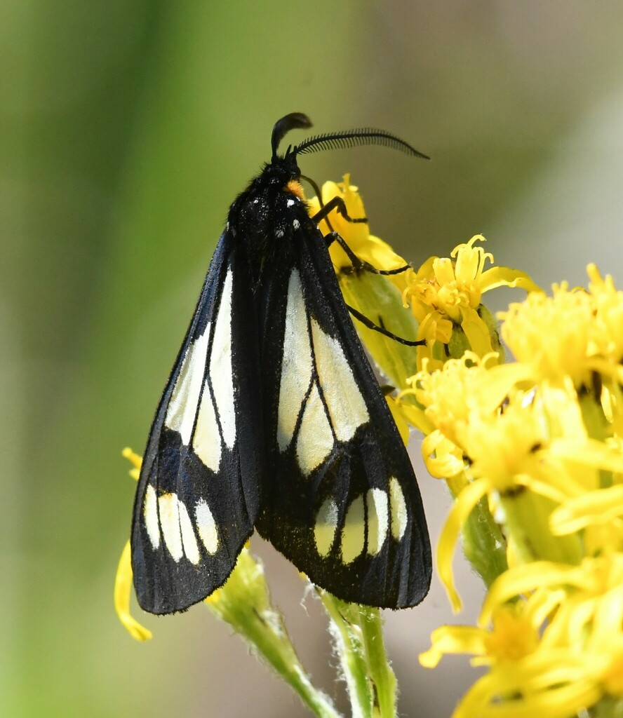 Police Car Moth from La Plata County, CO, USA on August 10, 2023 at 03: ...