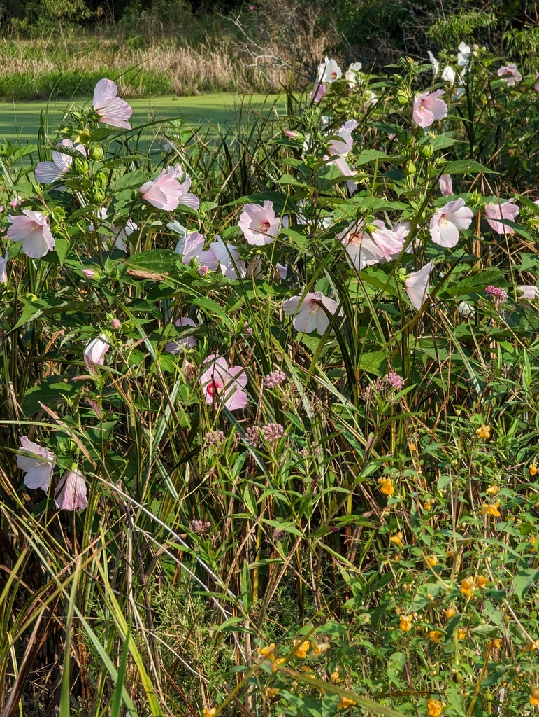 swamp rose mallow from Noble County, IN, USA on August 20, 2023 at 10: ...
