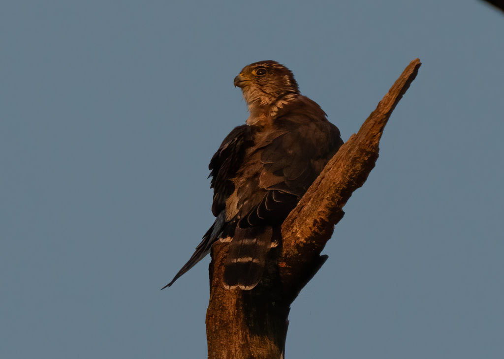 Merlin from Washington, DC on August 20, 2023 at 06:30 AM by jbogue55 ...