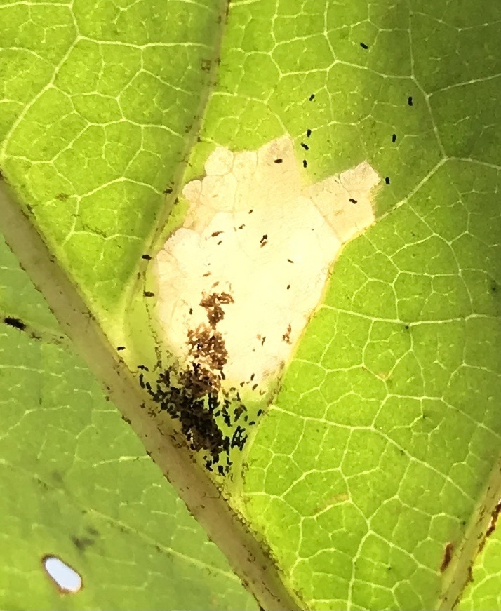 Paralobesia in August 2023 by privatenoaccess. @ceiseman Is this ...