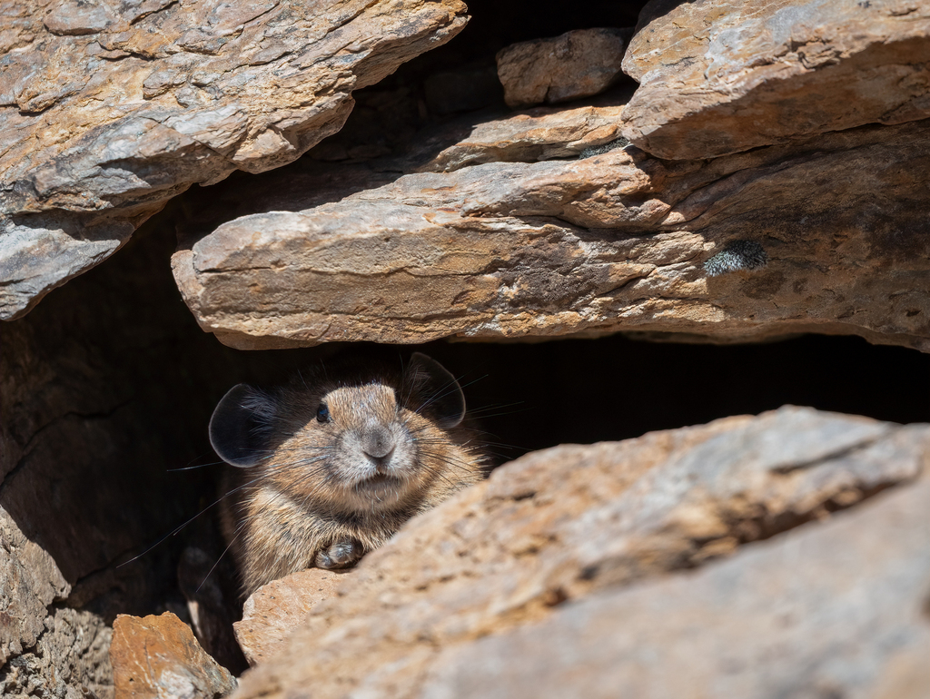 American Pika from Mineral County, MT, USA on August 19, 2023 at 12:53 ...