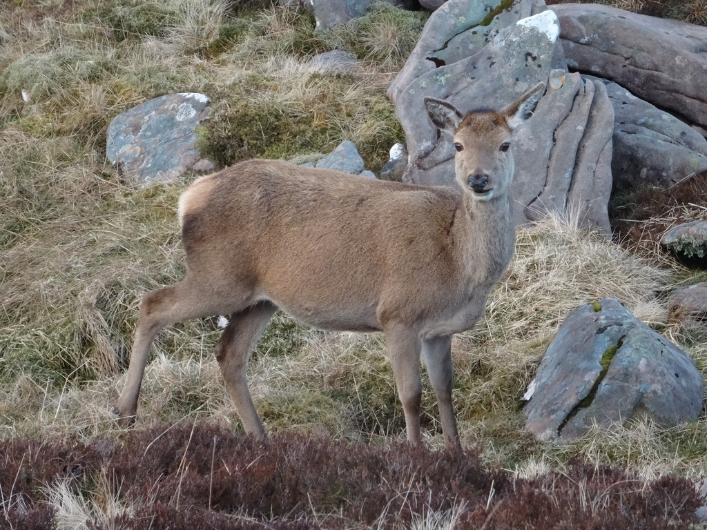 Red Deer from Highland, Royaume-Uni on April 6, 2023 at 06:51 PM by ...