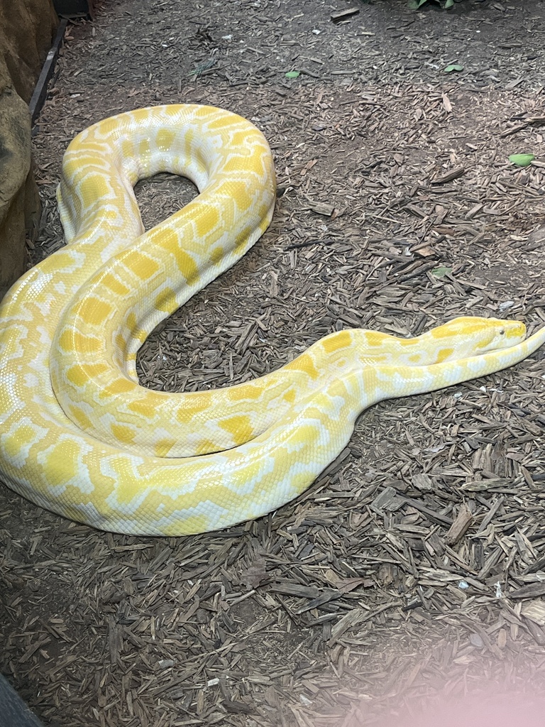 Burmese Python in August 2023 by agonzales3434 · iNaturalist