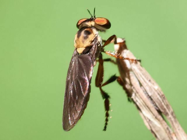 Gnat Ogres from Alley Park, Queens, NY, USA on August 18, 2023 at 12:53 ...