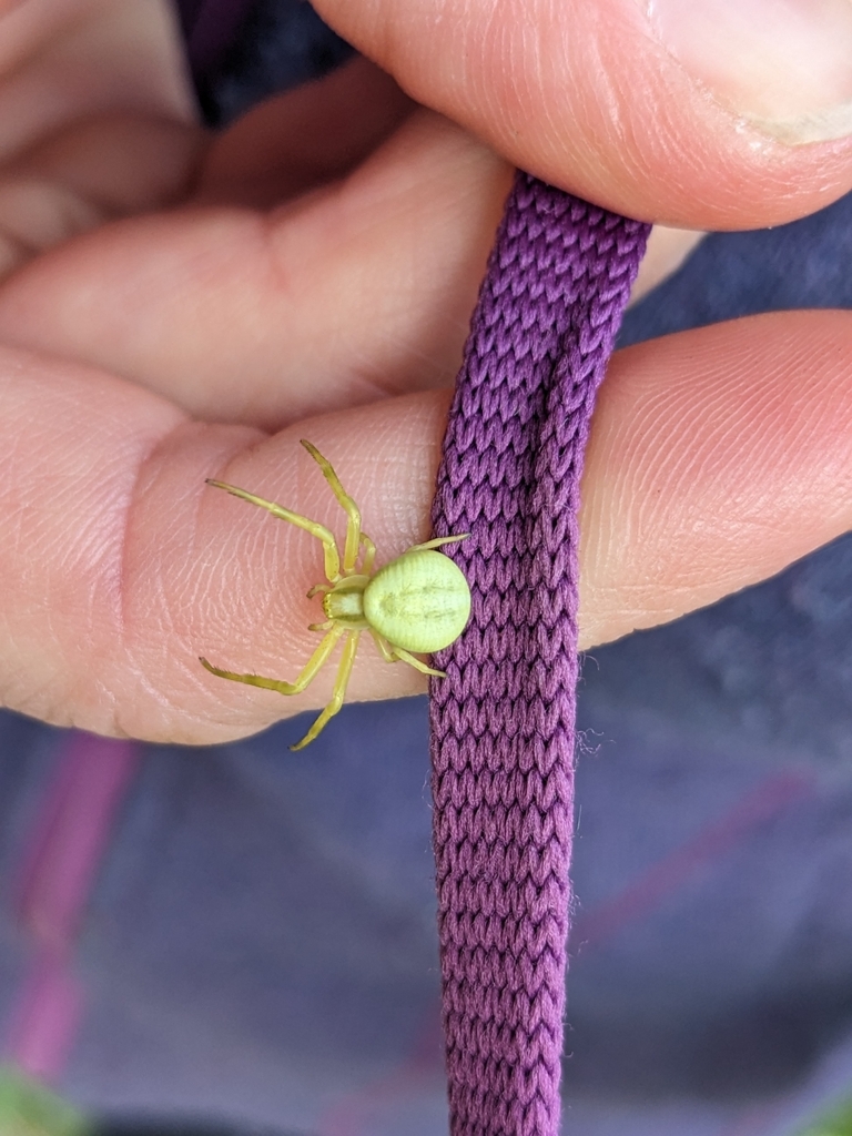 Goldenrod Crab Spider from Bartošovice v Orlických horách 165, 517 61 ...