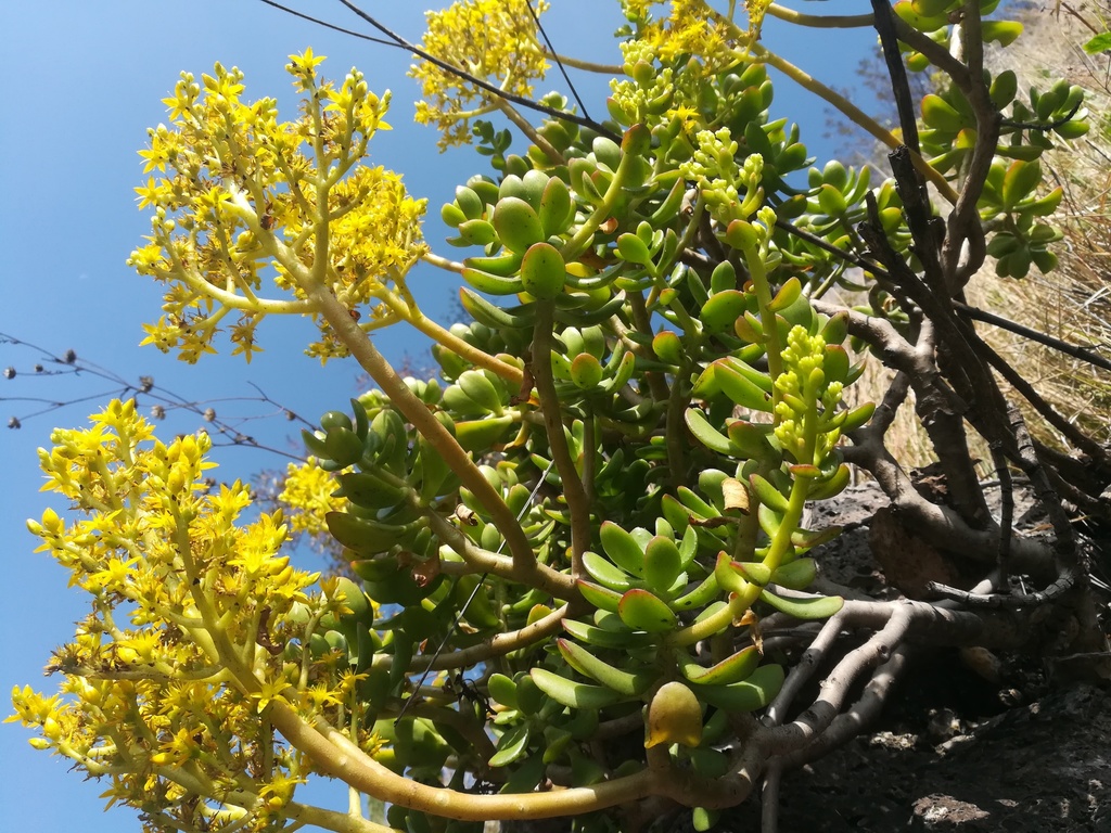 Tree Stonecrop from Tula de Allende, Hgo., México on December 30, 2018 ...