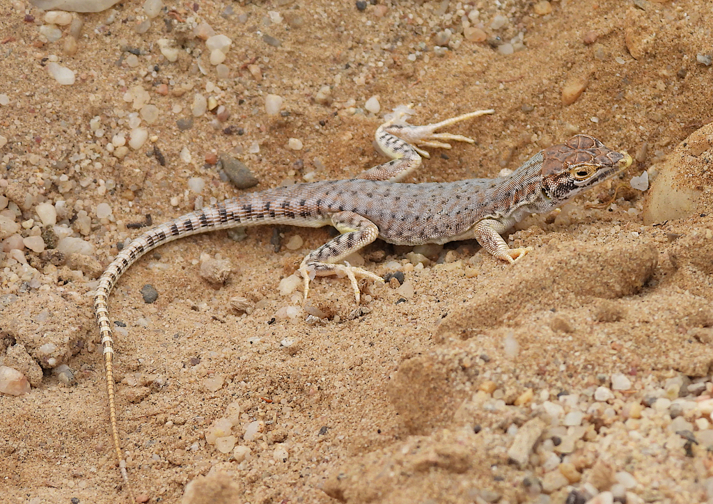 Spotted Desert Lizard from Mile 17, Erongo Region, Namibia on August 16 ...
