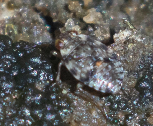 Shore bugs from San Benito County, CA, USA on August 19, 2023 at 03:28 ...