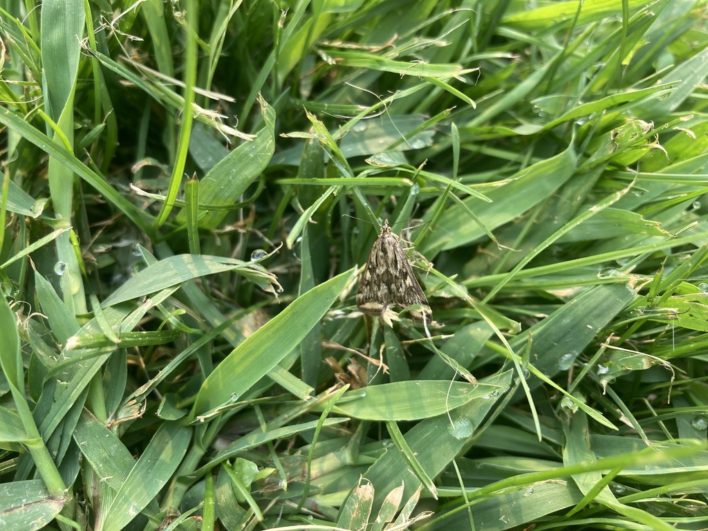 Alfalfa Webworm Moth from Prospect St, Leavenworth, WA, US on August 20 ...