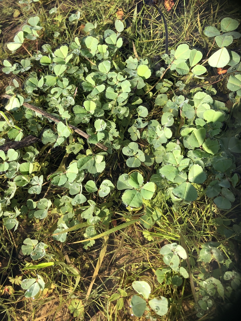 clovers from Elkhorn Slough National Estuarine Research Reserve, Royal ...