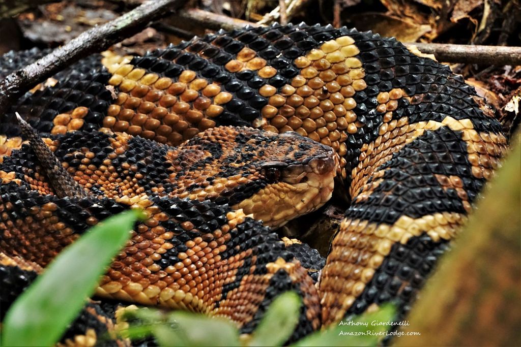 South American Bushmaster in December 2018 by Anthony Giardenelli ...