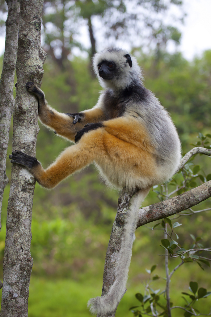 Diademed Sifaka in November 2009 by OlegRozhko · iNaturalist