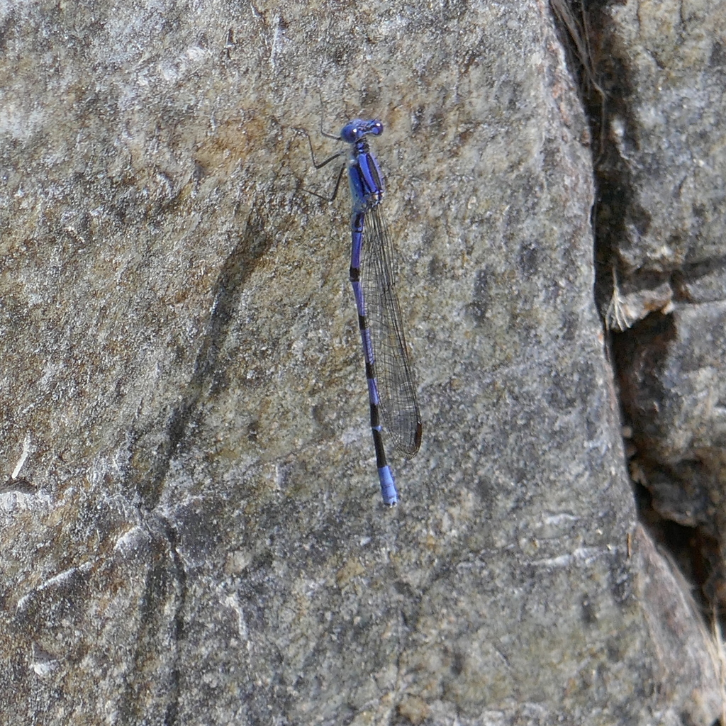 Sabino Dancer in August 2023 by roomthily. a little bent · iNaturalist