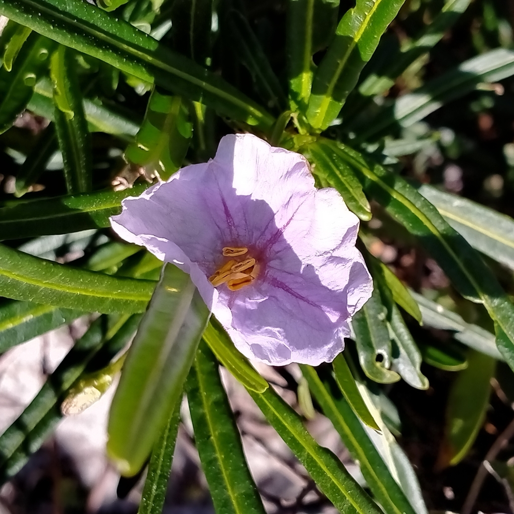green kangaroo-apple from Break O'Day, TAS, Australia on August 19 ...