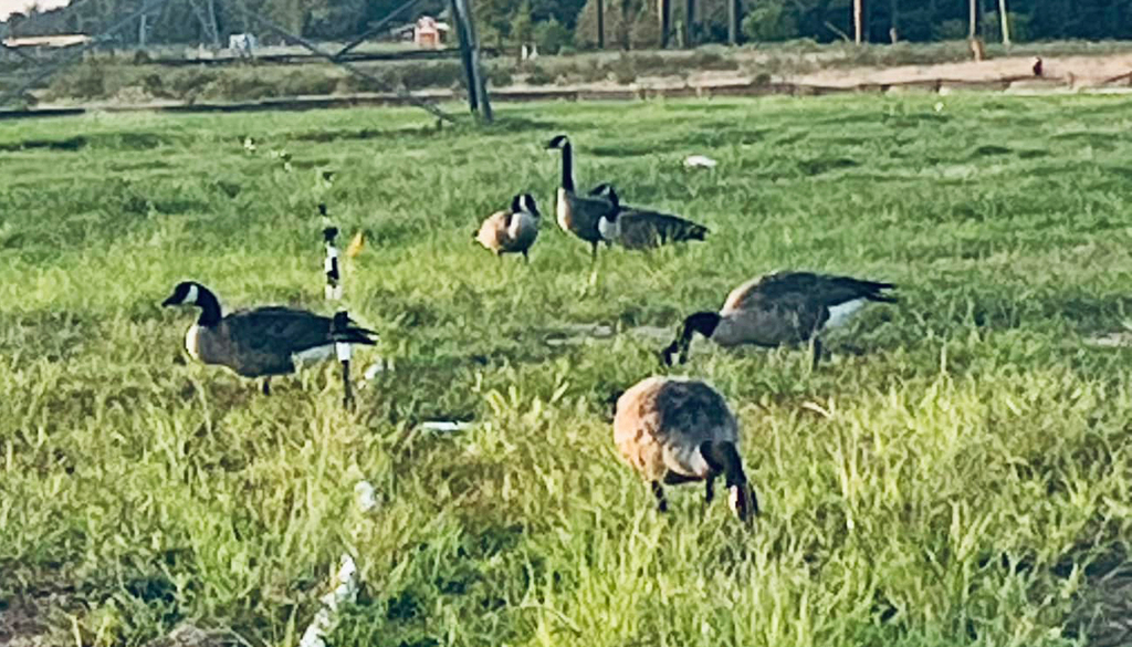 Canada Goose from Montgomery County, TX, USA on August 19, 2023 at 03: ...