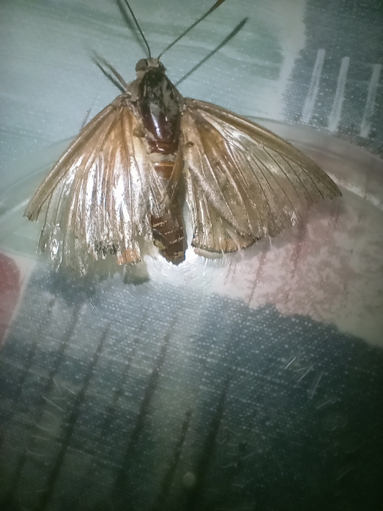 Palm Moth from 08398 Santa Susanna, Barcelona, Espanya on August 20 ...