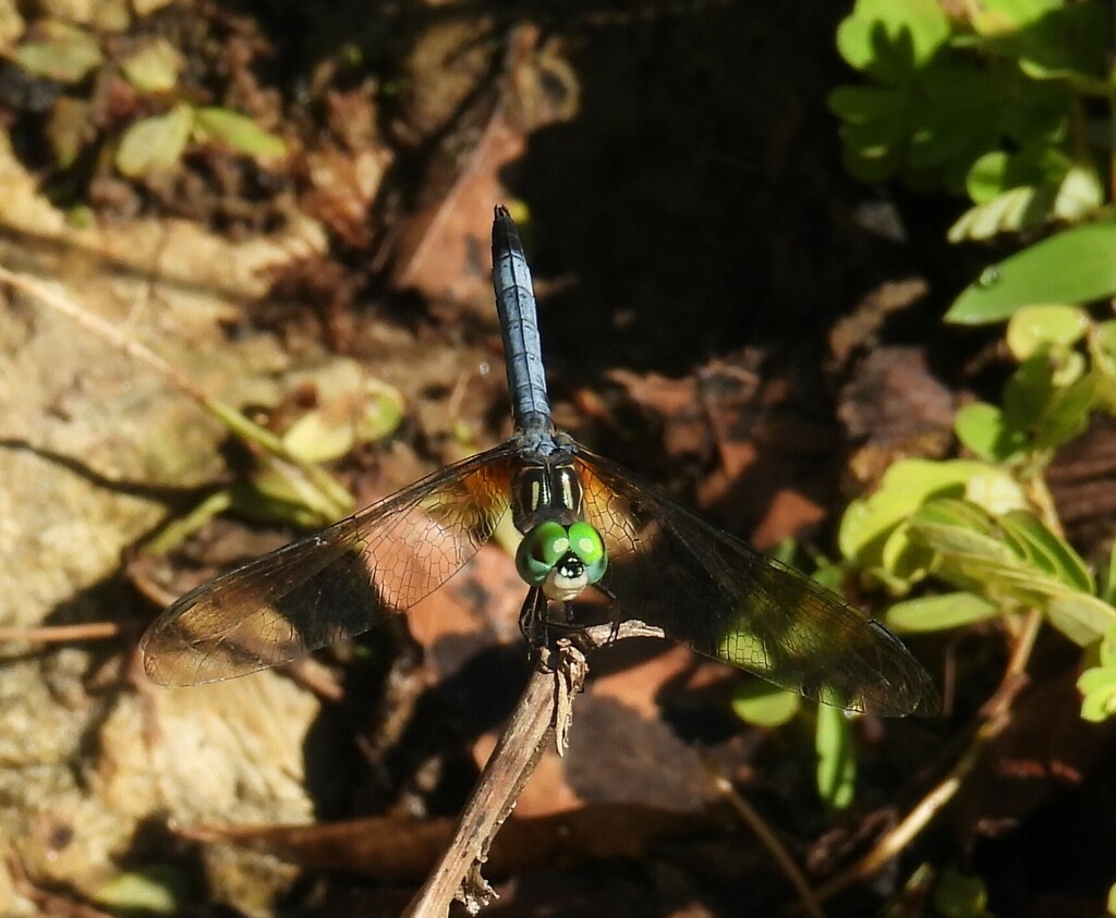 Blue Dasher from Bull Slough Rd. at Sepulga River, Conecuh County, AL ...