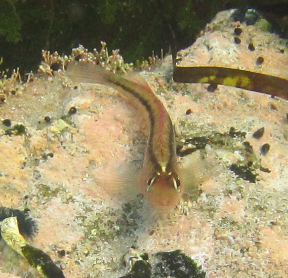 Common Triplefin from Henderson Bay, New Zealand on February 09, 2019 ...