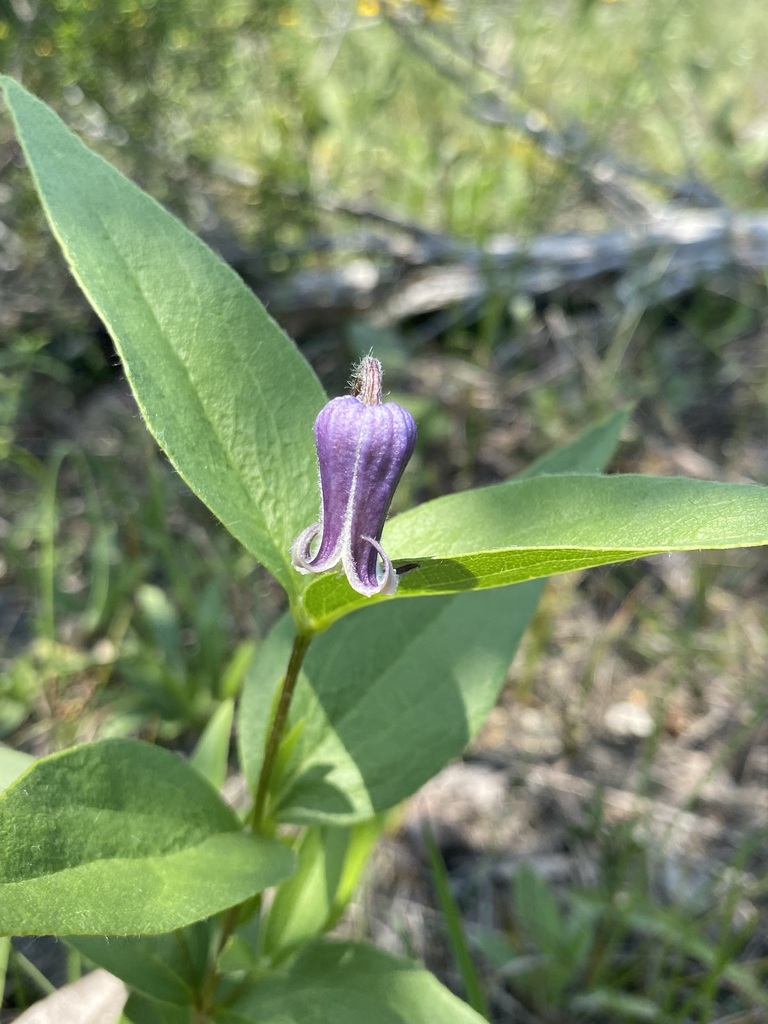 Fremont’s Leather Flower in August 2023 by jim. Very weird to see in ...
