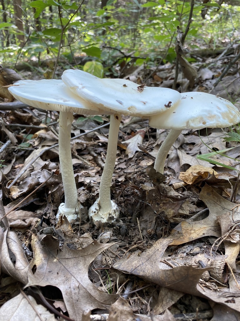 Amanita Sect. Phalloideae in August 2023 by Jim Oehmke · iNaturalist