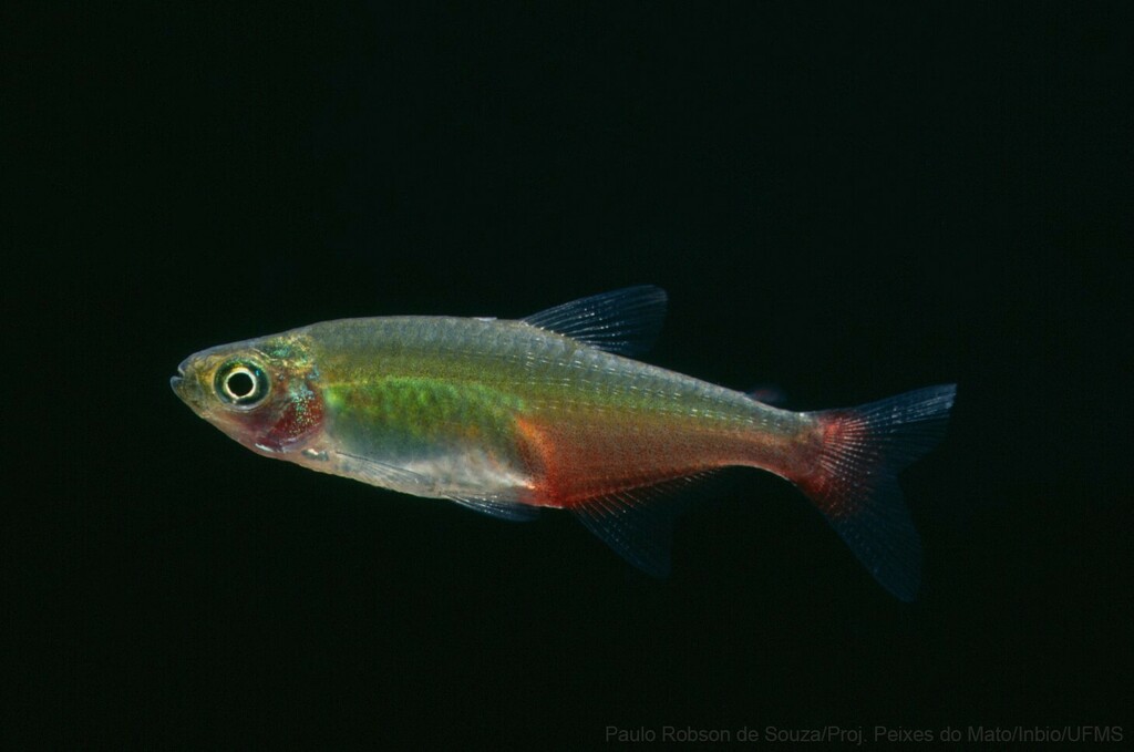 Characids (Characidae) - Marine Life Identification