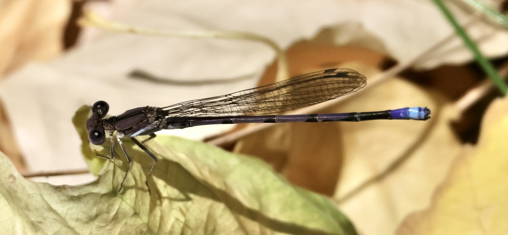 Variable Dancer from Bone St, Marfa, TX, US on August 20, 2023 at 03:20 ...