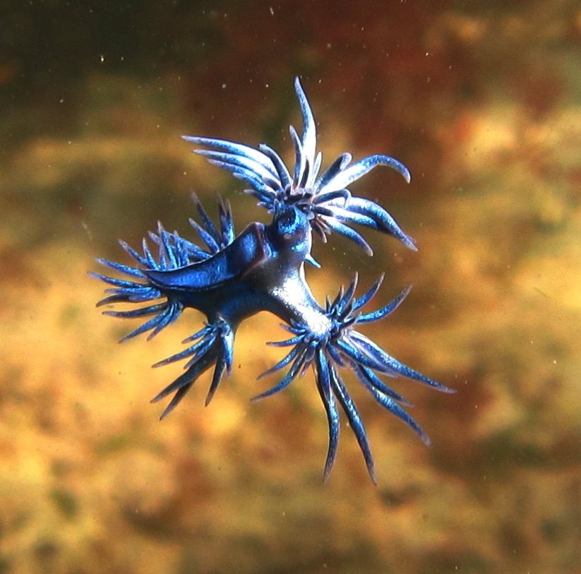 Glaucilla bennettae from Henderson Bay, New Zealand on February 09 ...