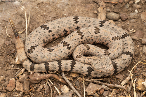 Mottled Rock Rattlesnake (Crotalus lepidus lepidus) - Snakes and Lizards