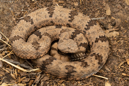 Mottled Rock Rattlesnake (Crotalus lepidus lepidus) - Snakes and Lizards