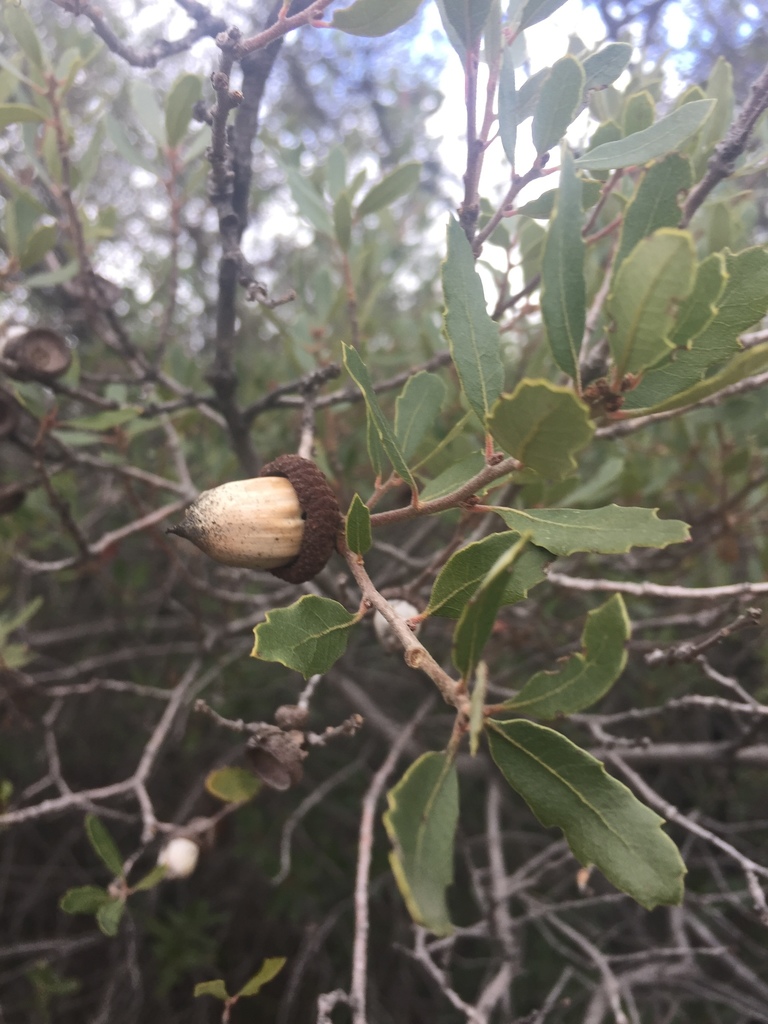 Torrey's Hybrid Oak from Jamul, Jamul, CA, US on February 09, 2019 at ...
