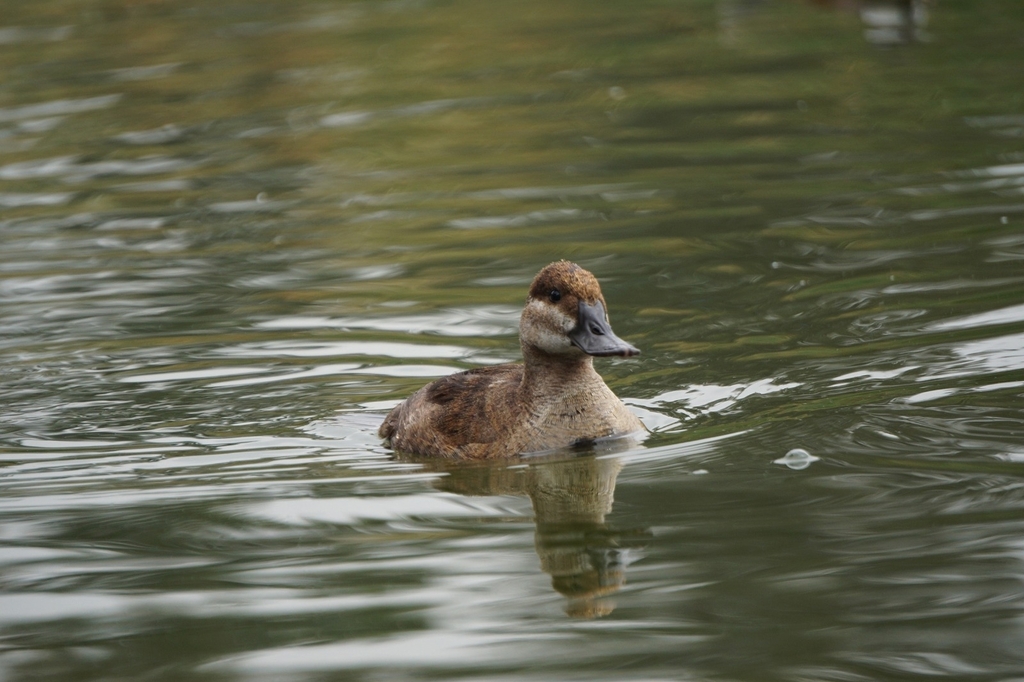 Ruddy Duck from Zoológico de San Juan de Aragón, 07920 Ciudad de México ...