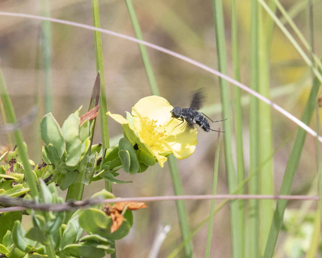 Black Bee Fly from Stone County, MS, USA on August 20, 2023 at 10:24 AM ...