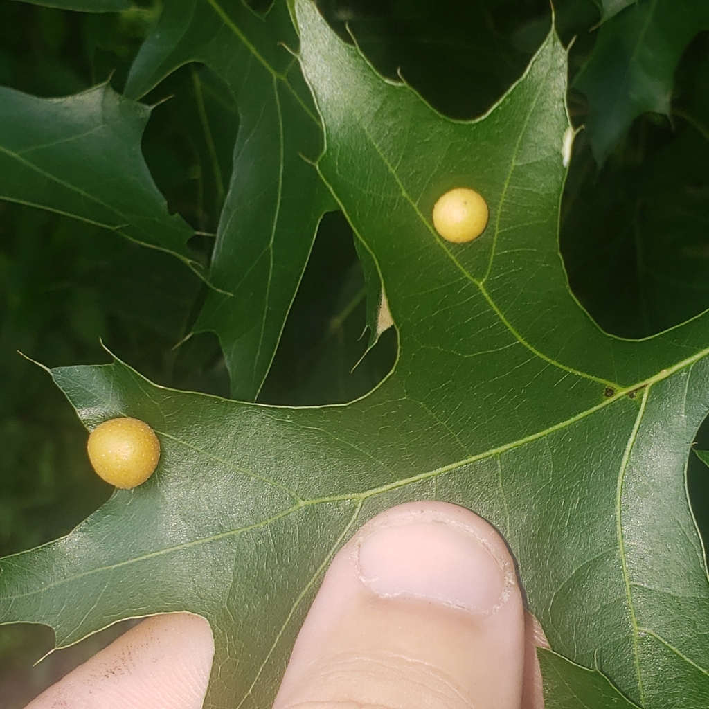Oak Leaf Gall Midge from Woodcock Township, PA, USA on August 20, 2023 ...