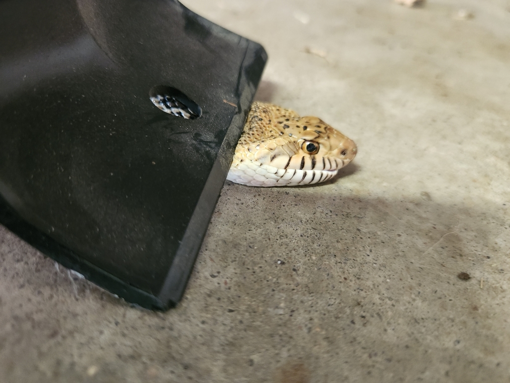 Bullsnake from Beaver City, Nebraska 68926, EE. UU. on August 20, 2023 ...