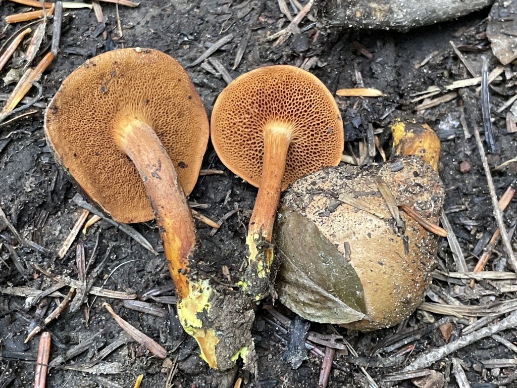 Peppery Bolete from Okanogan - Wenatchee National Forest, Cle Elum, WA ...
