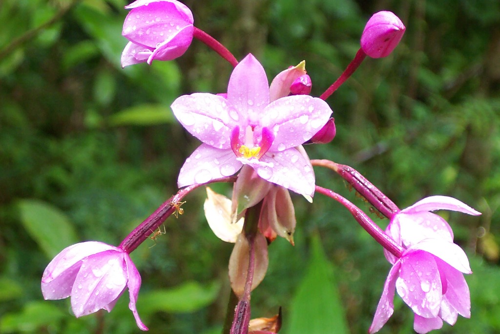 Philippine Ground Orchid from Koolauloa, Hauula, HI, USA on July 8 ...