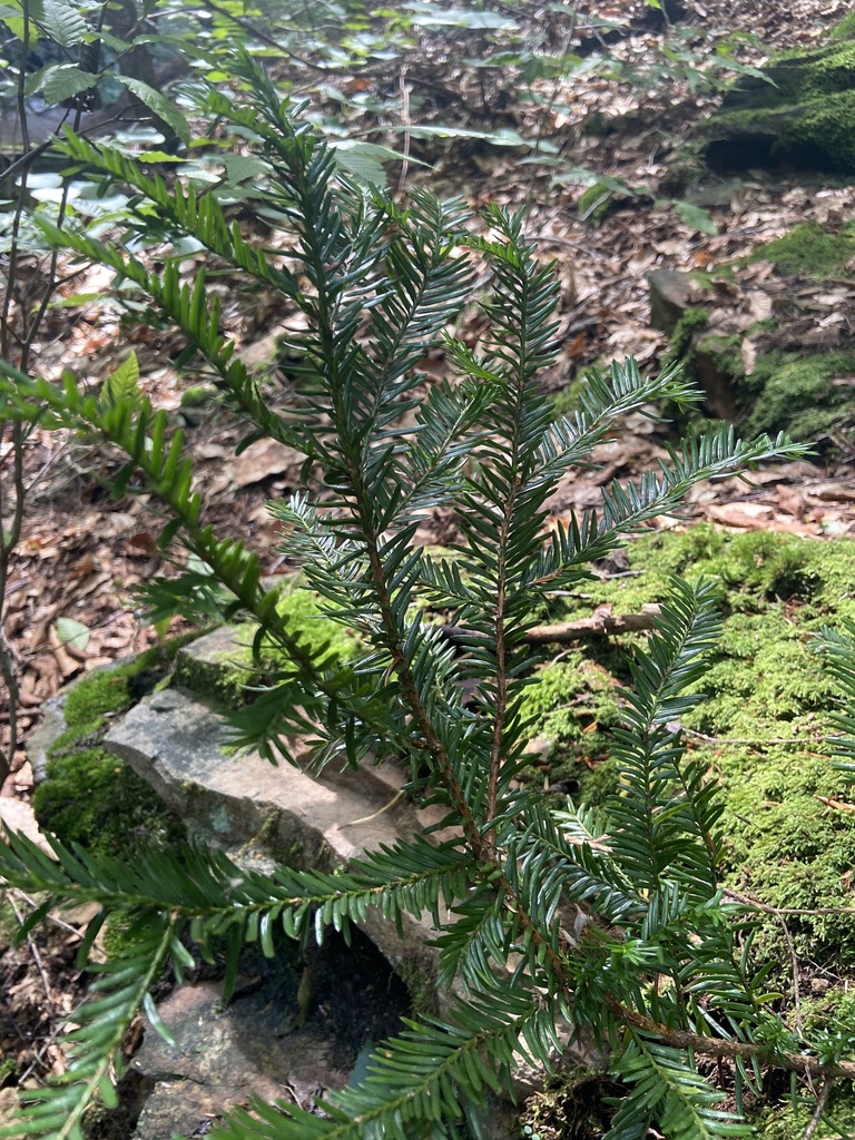 Canada yew from Luzerne County, US-PA, US on August 20, 2023 at 10:07 ...