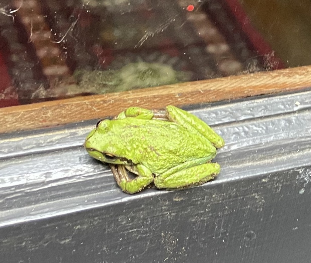 Northern Pacific Tree Frog from Bainbridge Island, Bainbridge Island ...