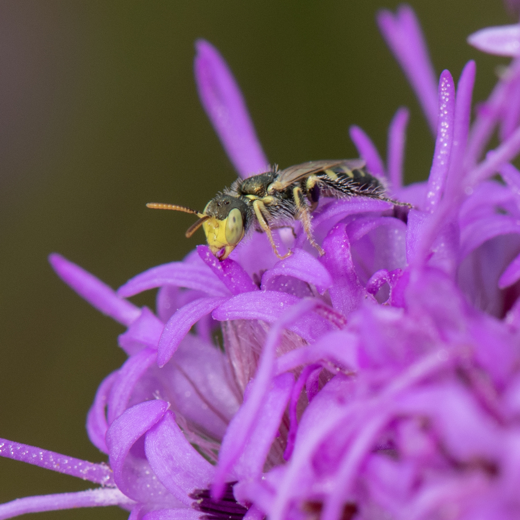 Swenk's Fairy Bee from Hennepin County, MN, USA on August 20, 2023 at ...