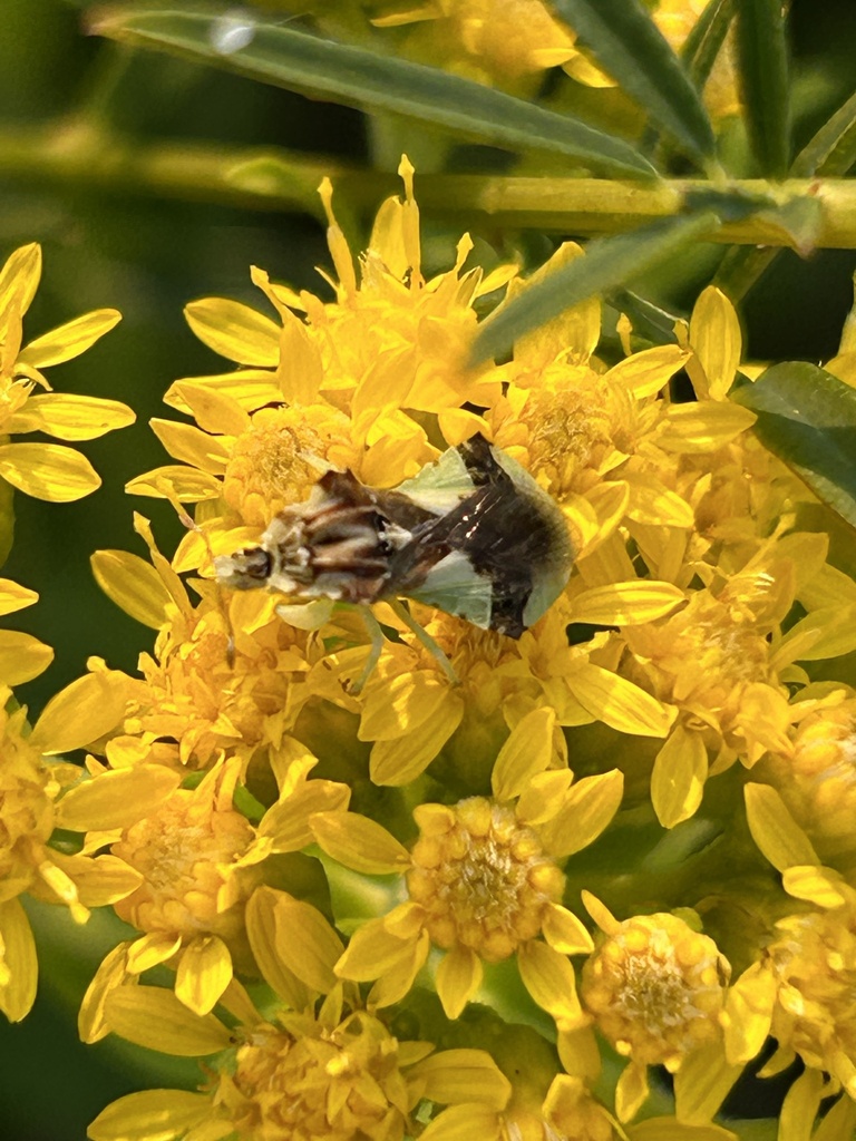 Jagged Ambush Bug from Lakeshore State Park, Milwaukee, WI, US on ...