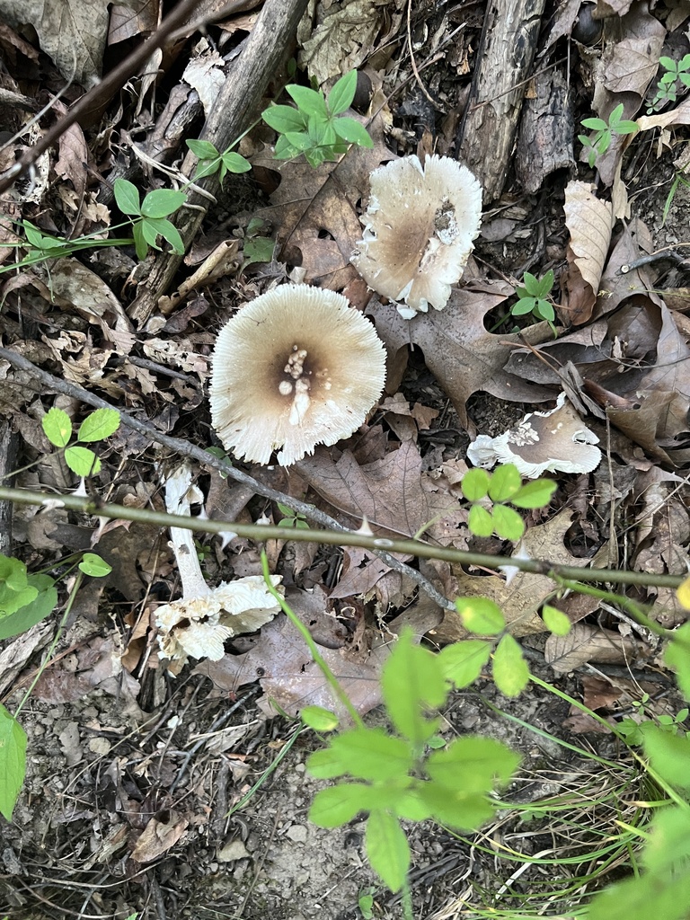 Hated Caesar from Albert Johnson Rd, Nashville, IN, US on August 20 ...