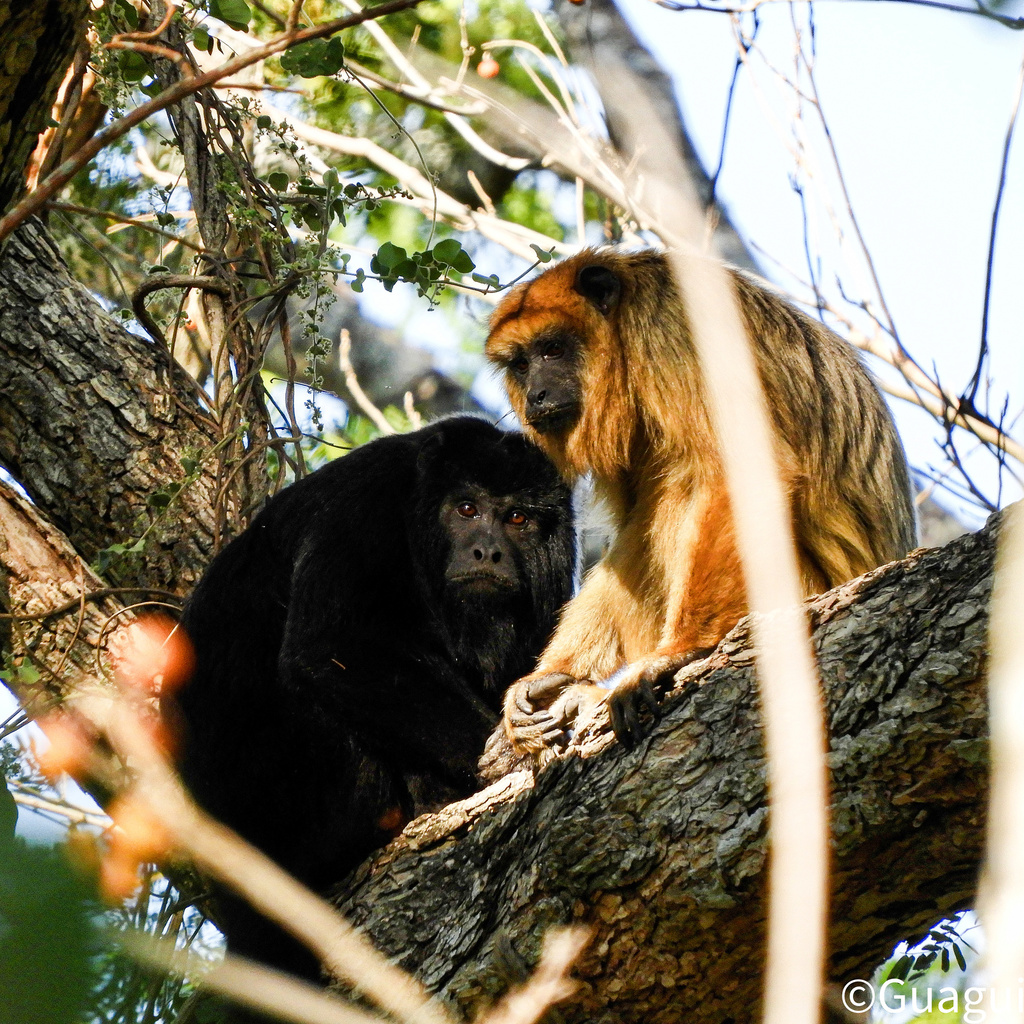 Black-and-gold Howler Monkey in August 2023 by guagui · iNaturalist
