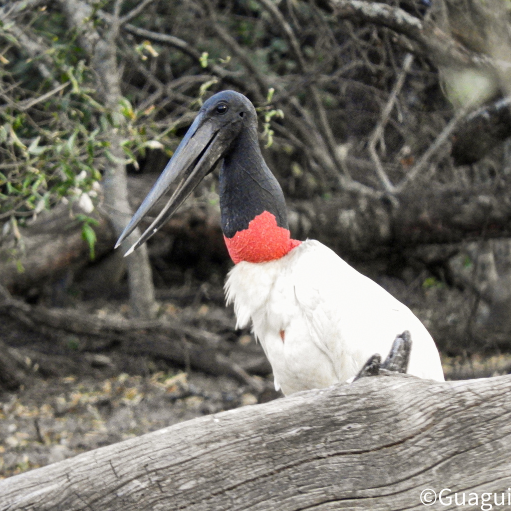 Jabiru from Parque Nacional El Impenetrable, Delegación Municipal El ...