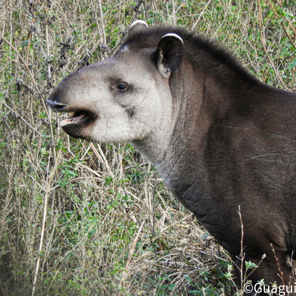 South American Tapir in August 2023 by guagui · iNaturalist