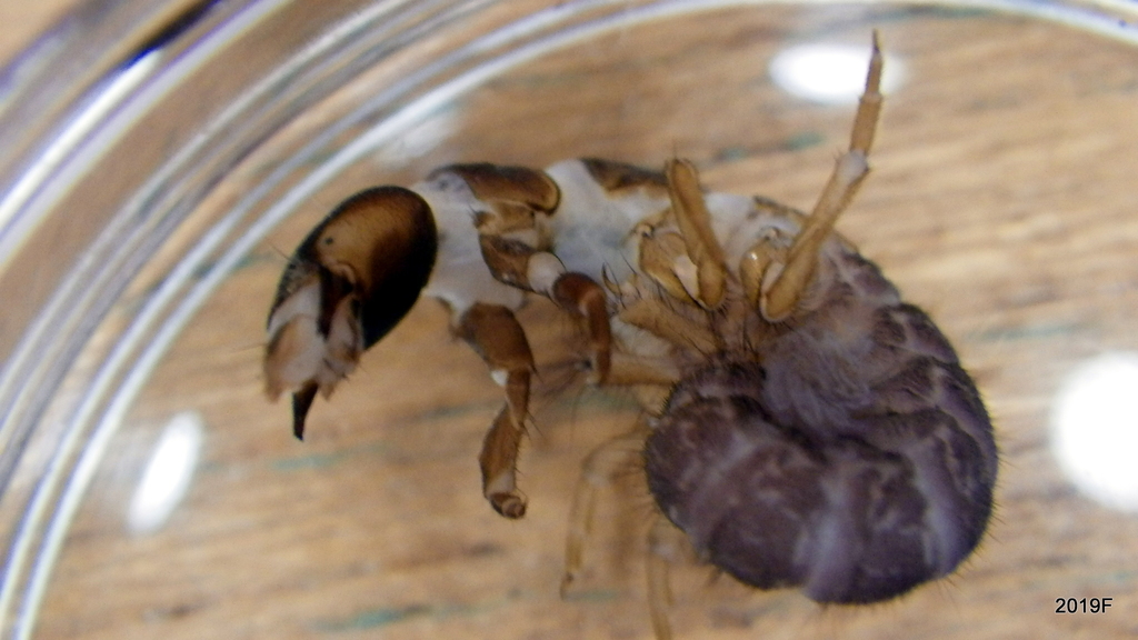 Parapsyche elsis from Whatcom County, WA, USA on August 6, 2018 at 10: ...