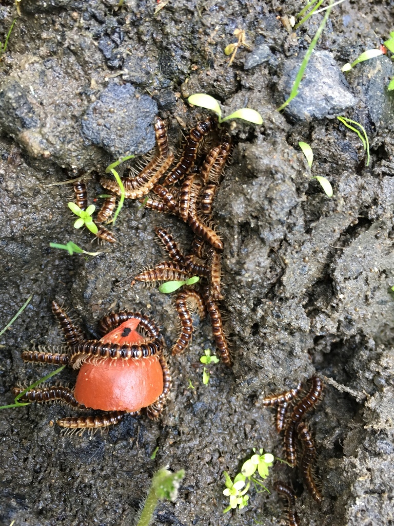 Greenhouse Millipede from 1071, Kohimarama, Auckland, NZ on February 10 ...
